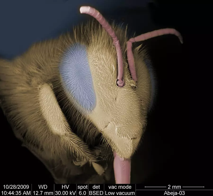 Environmentálna skenovacia elektrónová mikrofotografie hlavy včely medonosnej