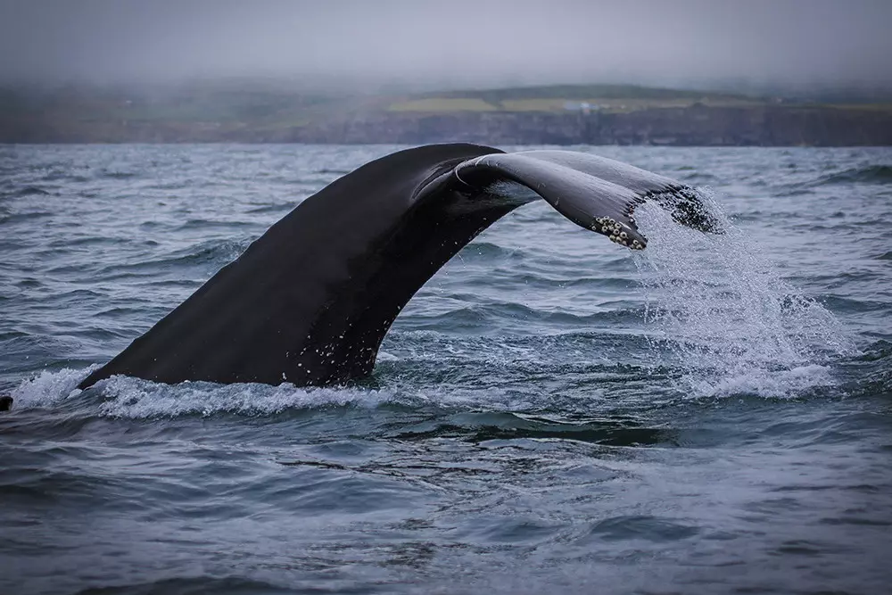 φάλαινα Ισλανδία