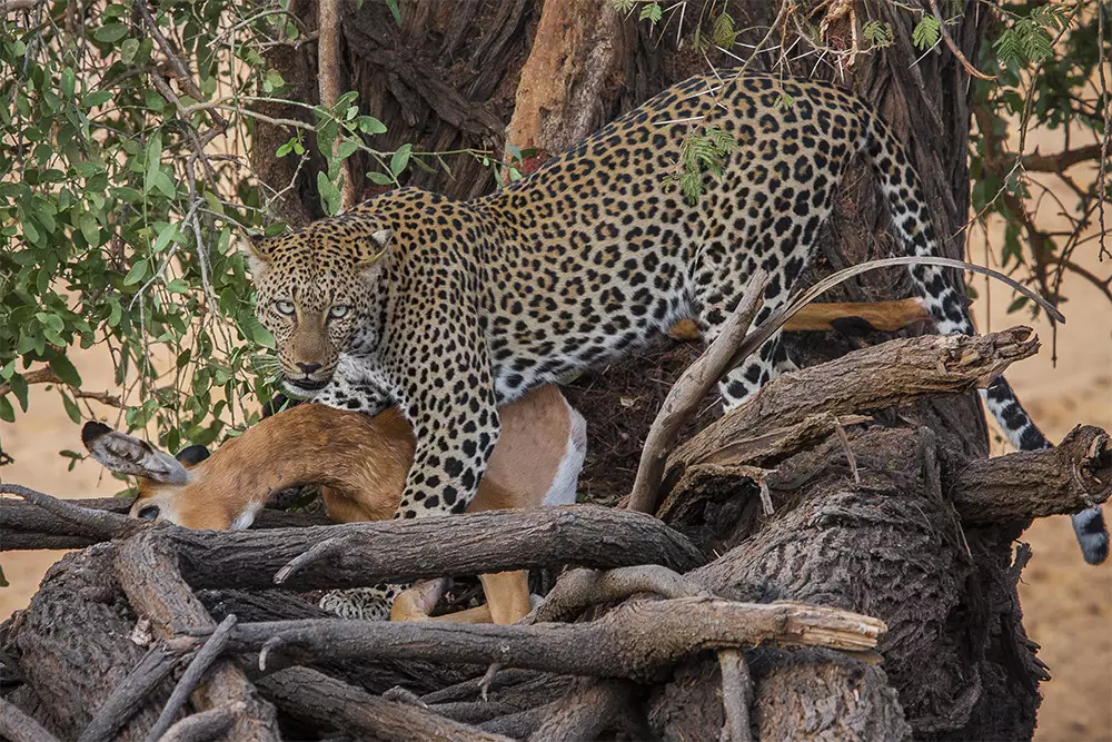 Samburu Leopard Kenia