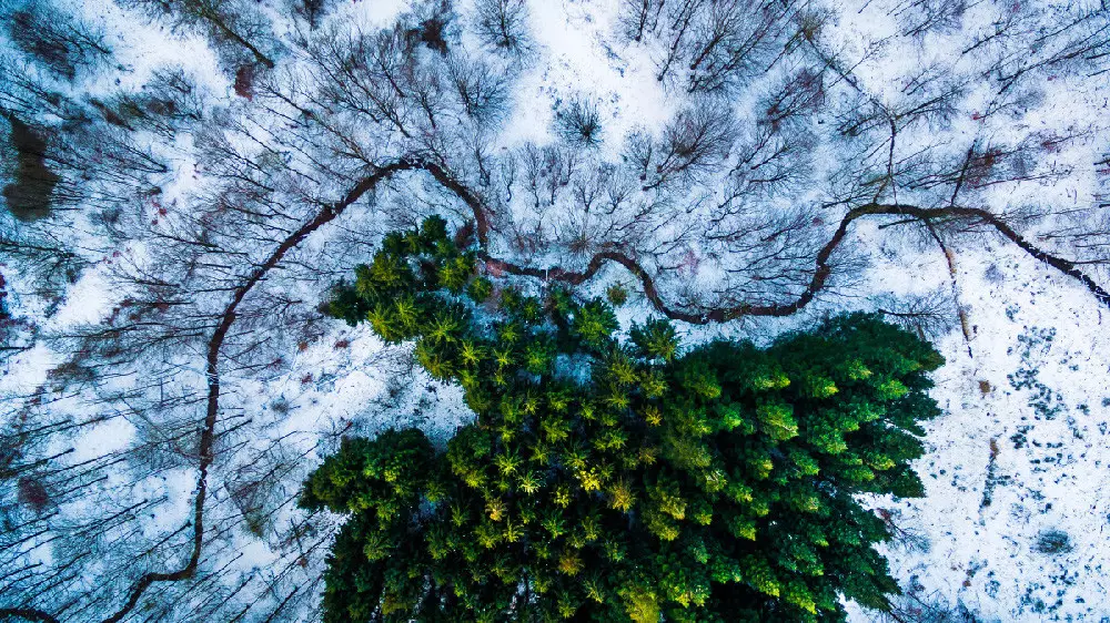 Kalbyris Forest Dánsko Mbernholdt