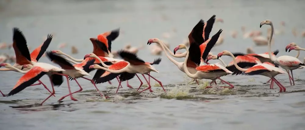 Rosa flamingoer i Villacanas-lagunen
