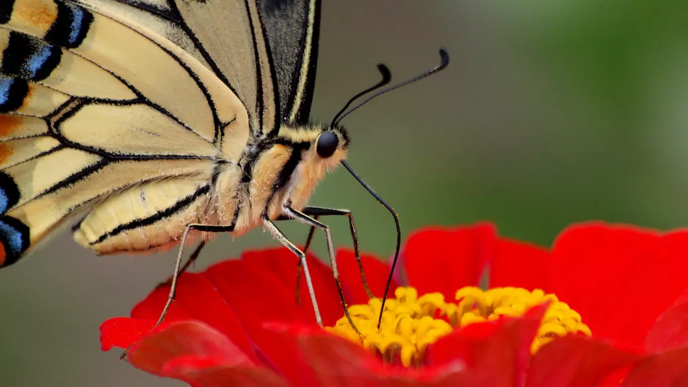 කේතුධර ශාක