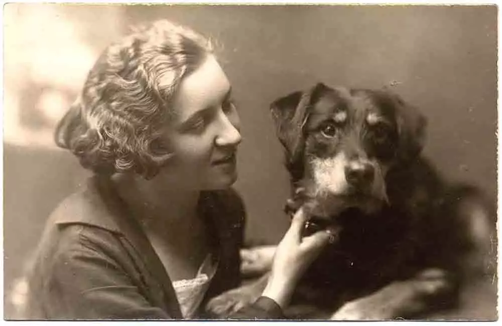 libbyhallcollectiondogs ၅