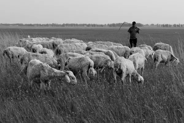 Овчарка Овца 1 600x400