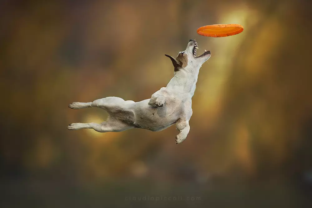 Suņi var lidot