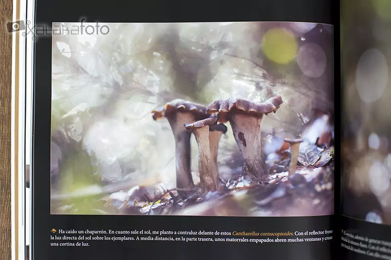 Photograph Mushrooms