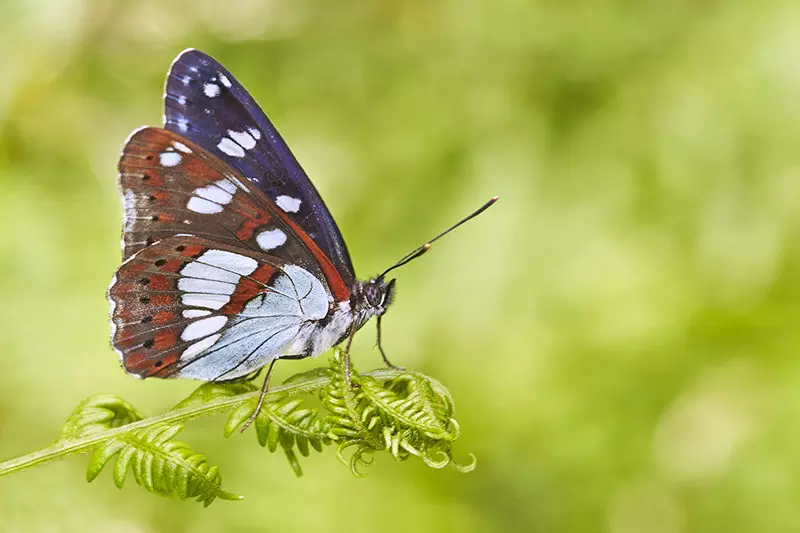 Makro Auto Focus