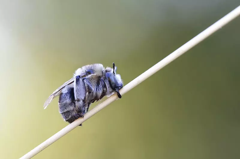 Naha urang henteu kedah ngaluarkeun pokus otomatis dina fotografi makro