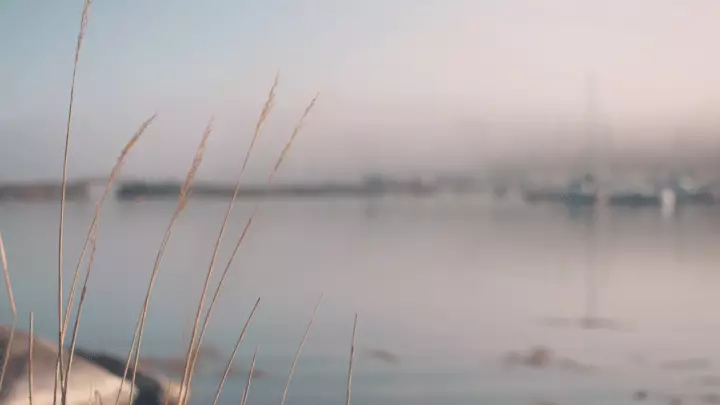 Chwifio Reeds Cinemagraph