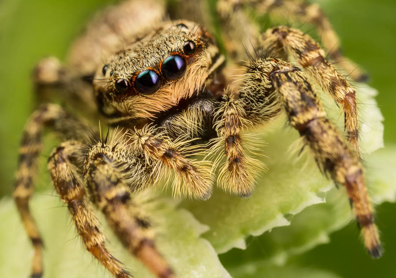 14 fantastic macro photos to inspire you in spring