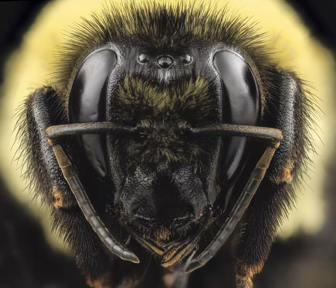 Usgs Bee Oja Ati Abojuto Lab