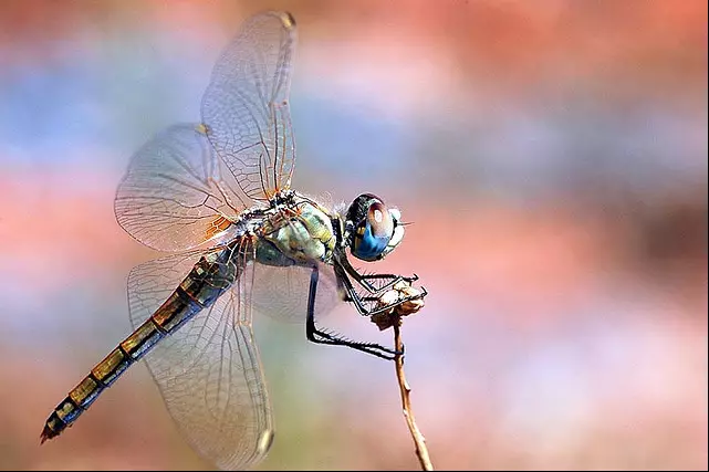 Shtatë bazat për fotografinë makro