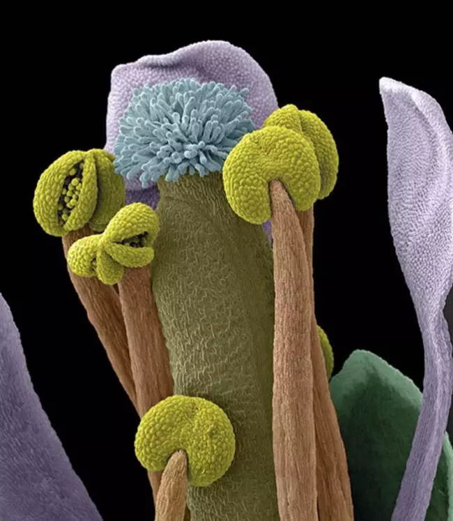 микроскопик фотография