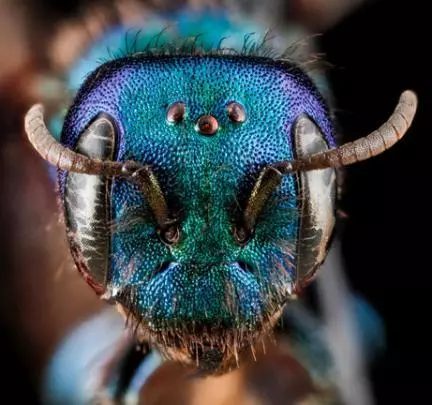 شہد کی مکھی کی فوٹو گرافی