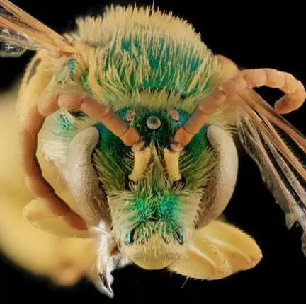 fotografía de abellas